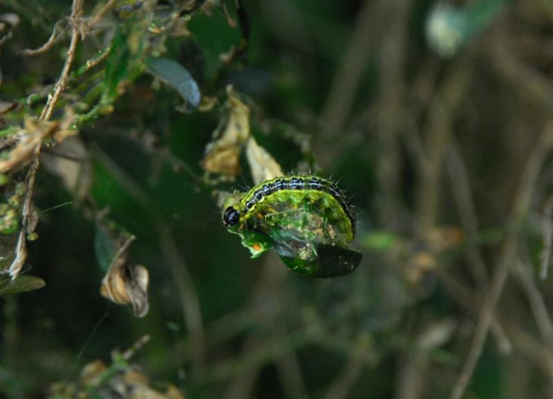 Šimširov moljac (Cydalima perspectalis) nova invazivna vrsta u ...